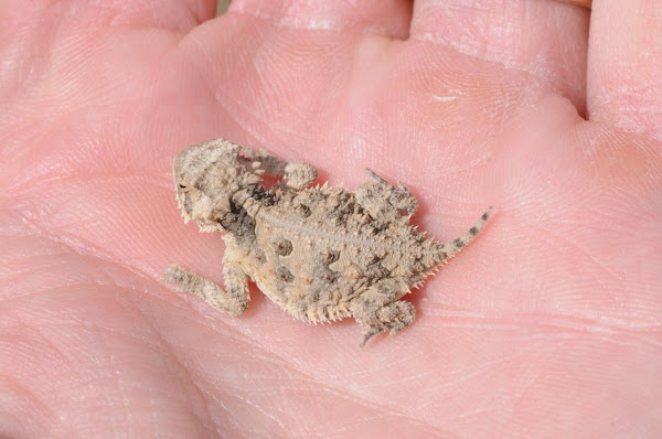 Texas horned lizard (hatchling) | Project Noah