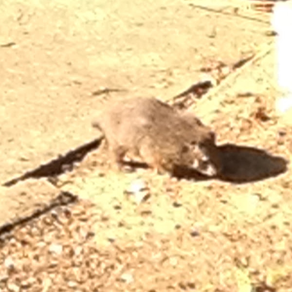 Groundhog | Project Noah