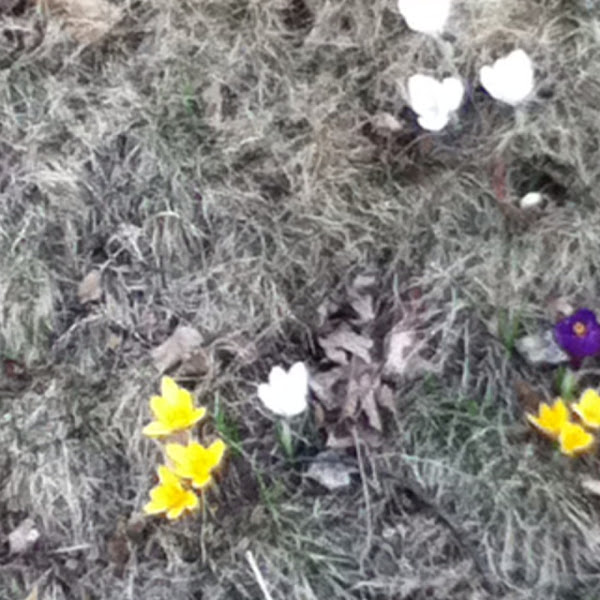 Crocus | Project Noah