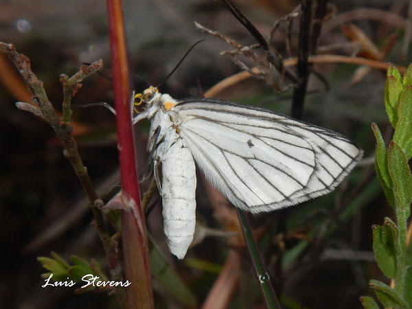 Geometer Moth | Project Noah
