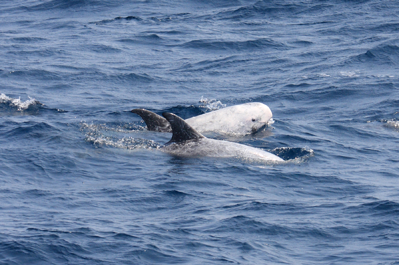Risso's Dolphin | Project Noah