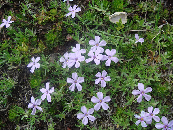 spreading phlox | Project Noah