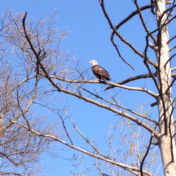 Bald Eagle | Project Noah