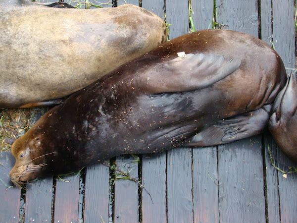 Sea Lion | Project Noah