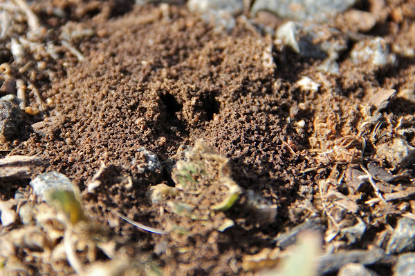 Ant Burrow | Project Noah