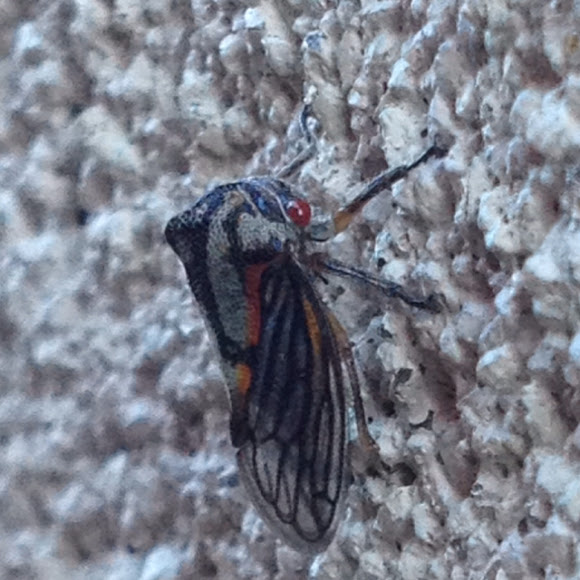 Oak Treehopper | Project Noah