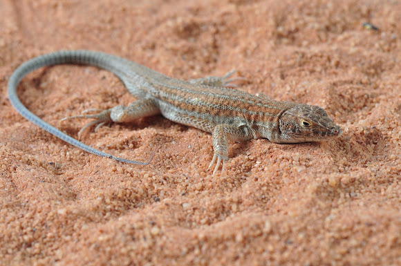 Bosk’s fringe-toed lizard | Project Noah