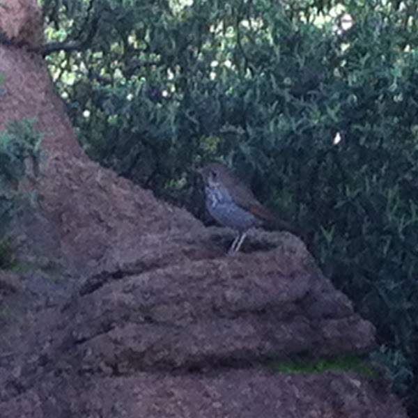 Hermit Thrush | Project Noah