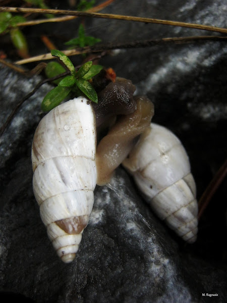 snails | Project Noah