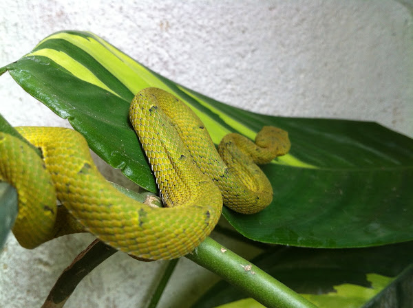 Lora Venenosa | Project Noah