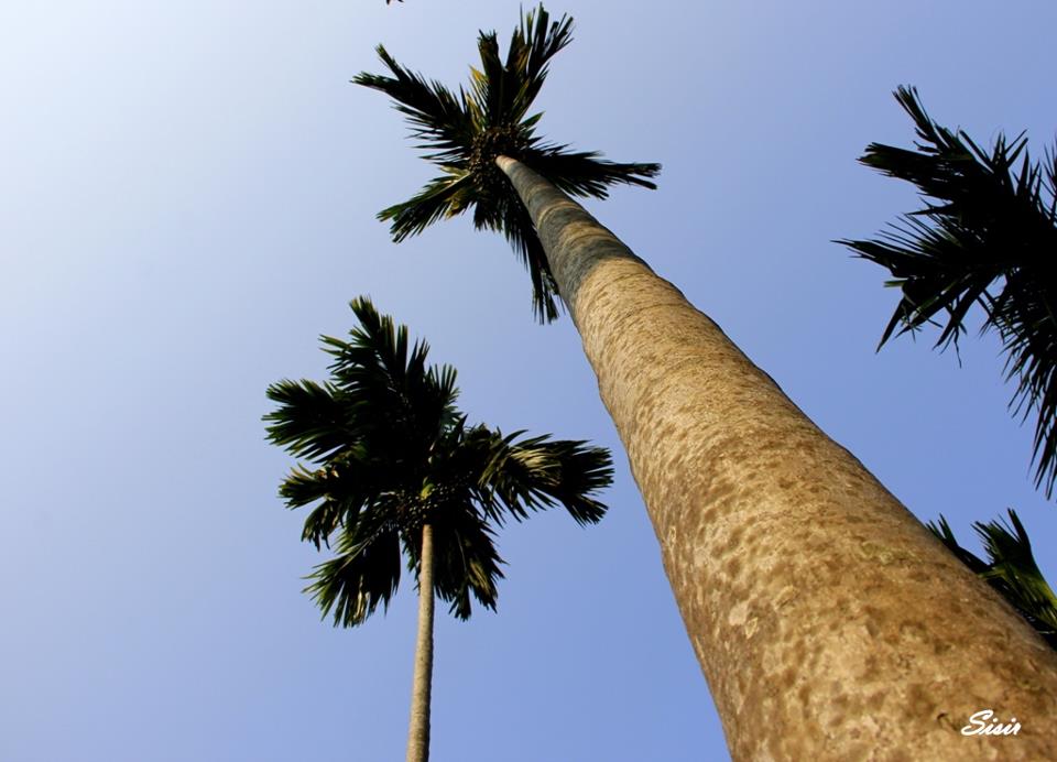 betel palm | Project Noah