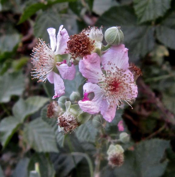 Elmleaf blackberry | Project Noah