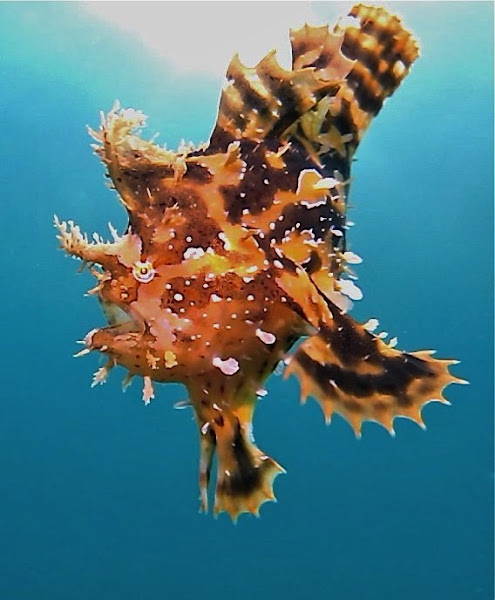 Sargassum Frogfish | Project Noah