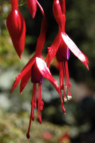 Chilco | Project Noah