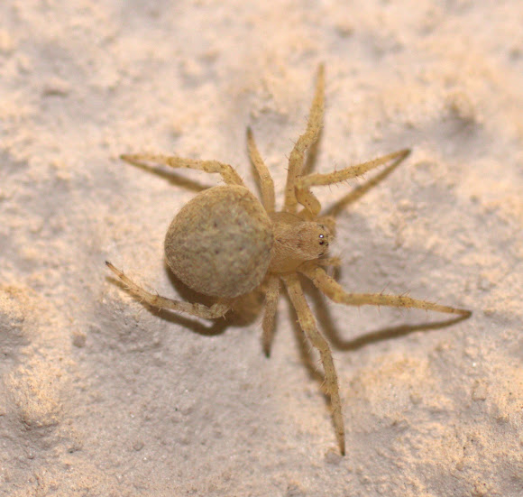 Hairy Field Spider | Project Noah