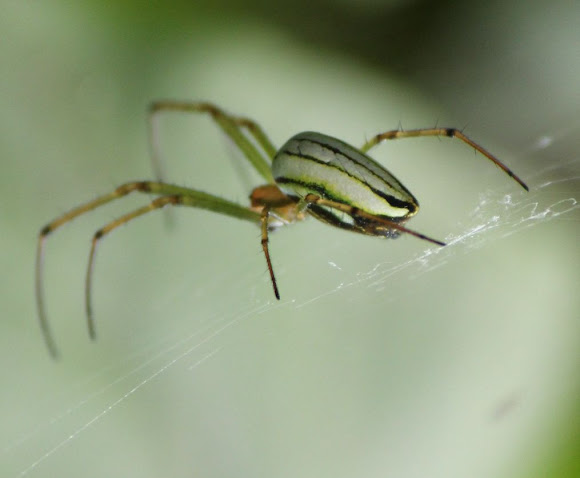 Orb weaver | Project Noah