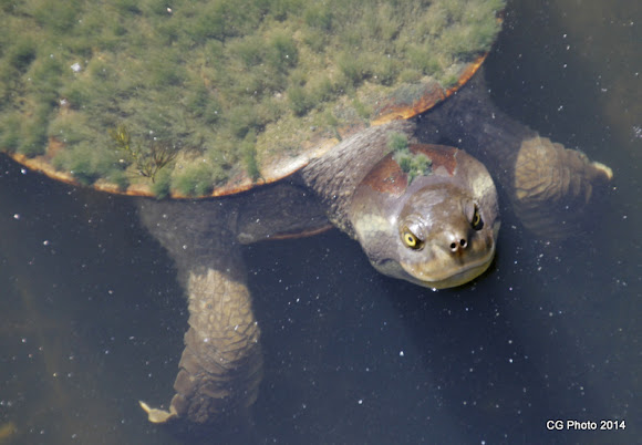 Krefft's River Turtle | Project Noah