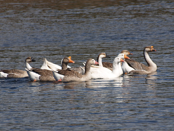 Swan/Geese hybrids with possible wild | Project Noah