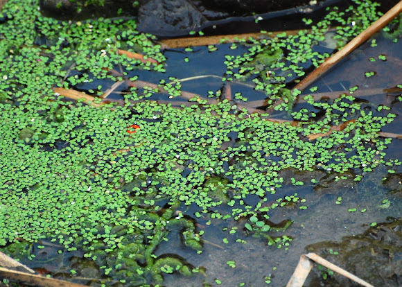 Common Duckweed | Project Noah
