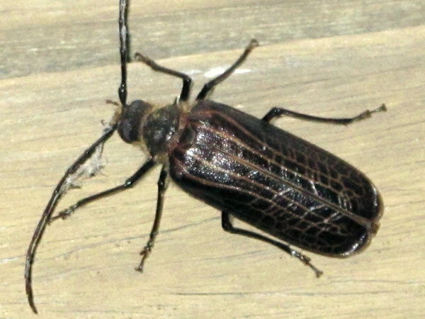 Huhu Beetle (tunga rere) | Project Noah