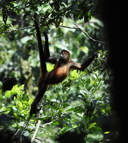 Spider Monkey | Project Noah