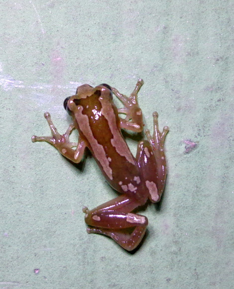 Natal ghost frog | Project Noah