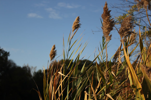European common reed | Project Noah