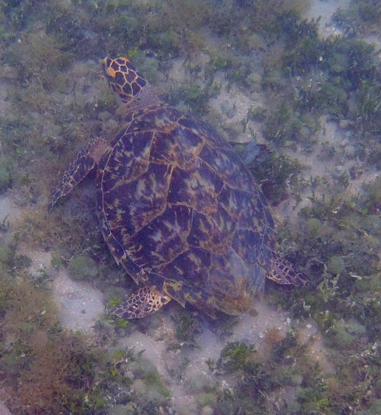 Hawksbill Sea Turtle | Project Noah