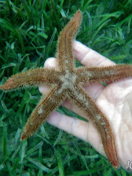 Two-Spined Sea Star | Project Noah