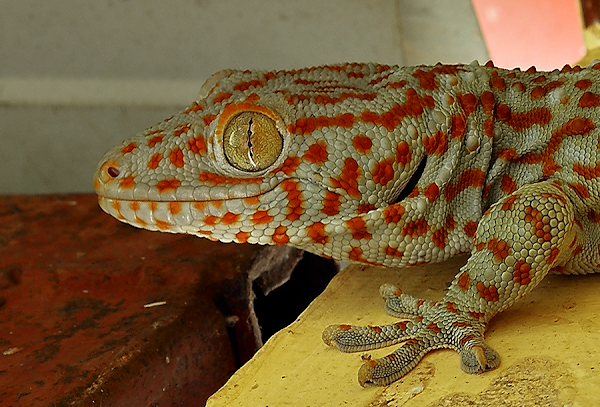 Tokay Gecko | Project Noah