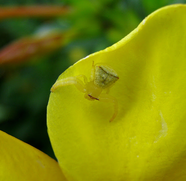 Flower Spider | Project Noah