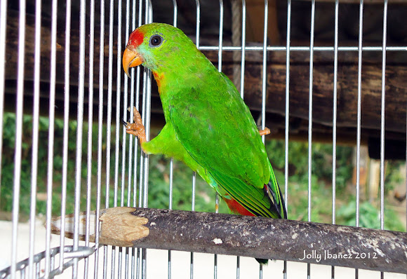 Philippine Hanging Parrot | Project Noah