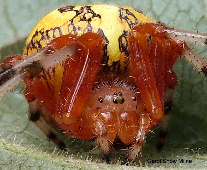 Marbled Orb Weaver Spider | Project Noah