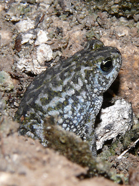 Oak Toad | Project Noah