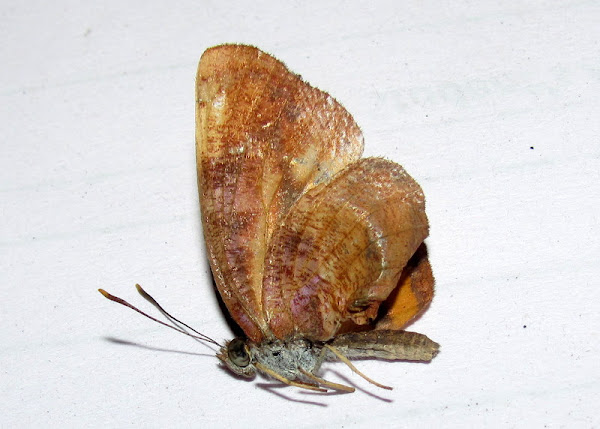 Common Lascar | Project Noah