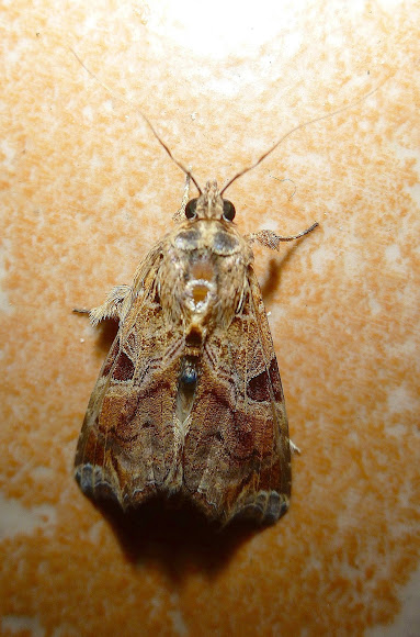 Florida Fern Moth | Project Noah
