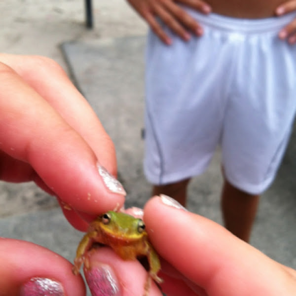 Green frog | Project Noah