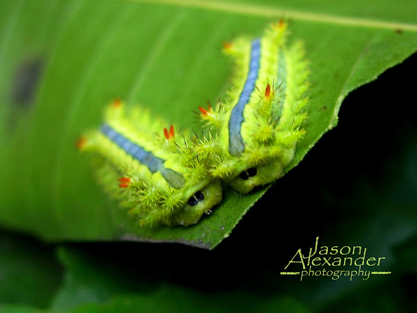 Blue-striped Nettle Grub | Project Noah