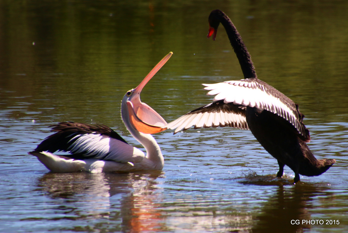 BLACK SWAN and Australian Pelican | Project Noah