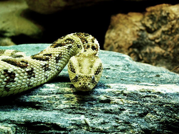 African Puff Adder | Project Noah