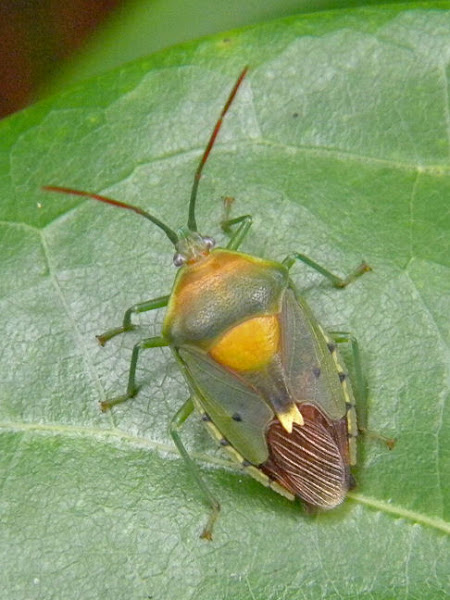 giant shield bug | Project Noah