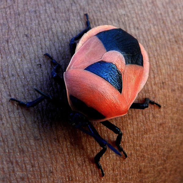 Cucurbit Stink Bug or Red Pumpkin Bug. | Project Noah