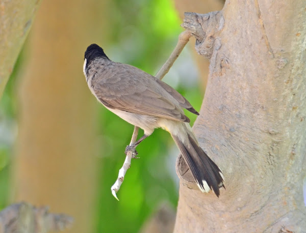 White-eared bulbul | Project Noah