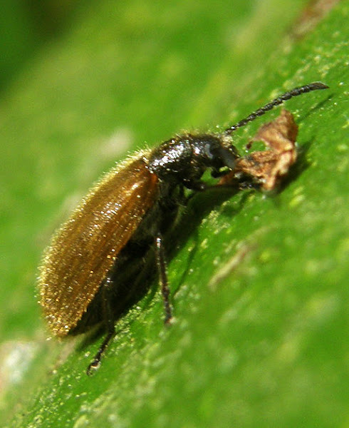 Lagria hirta beetle | Project Noah