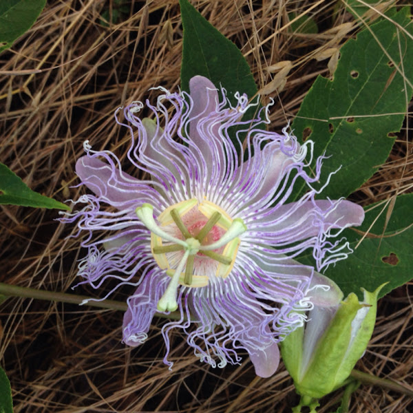 Purple passionflower | Project Noah