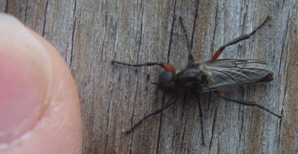 March Fly, male | Project Noah