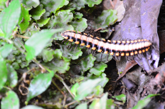 Millipede | Project Noah