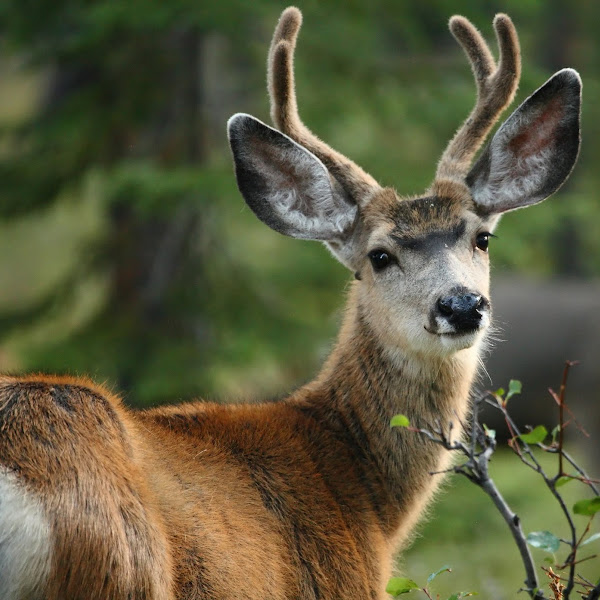 Long Island Plants and Wildlife | Project Noah