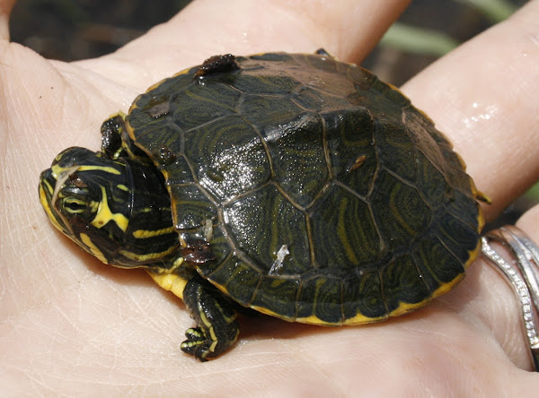 Yellowbelly Slider Turtle, hatchling | Project Noah