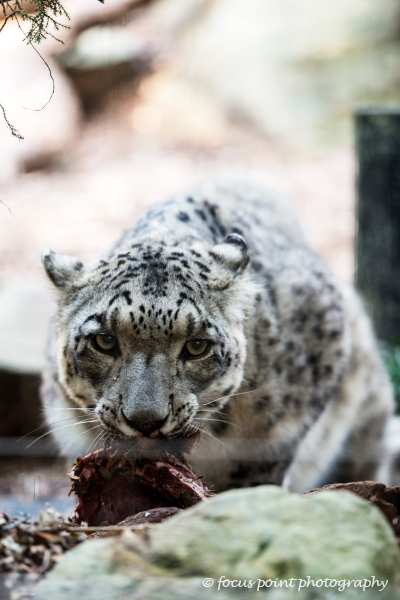 Snow leopard | Project Noah